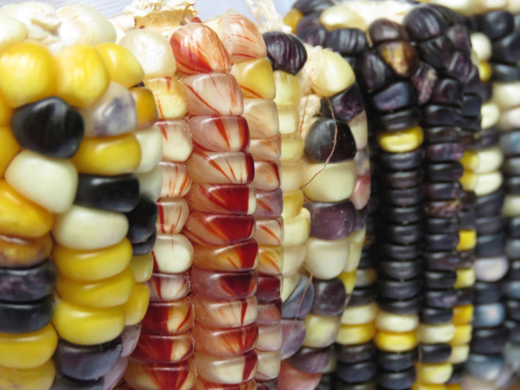 A visual tool to learn about genetically modified corn