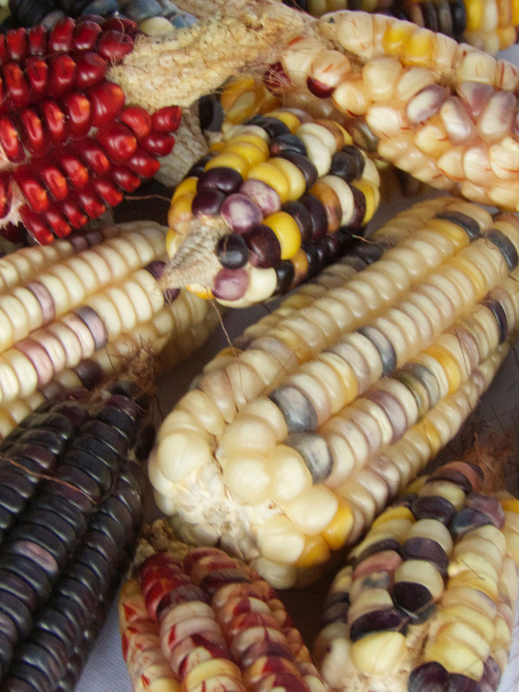 A visual tool to learn about genetically modified corn
